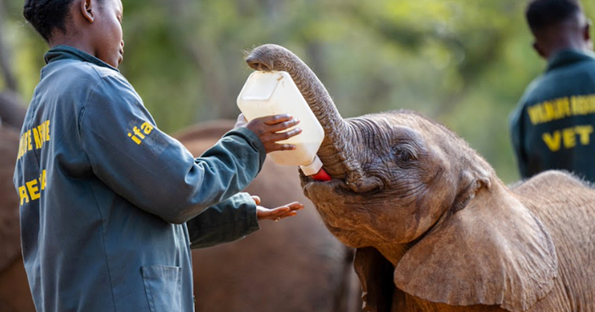 What is Giving Tuesday? | IFAW