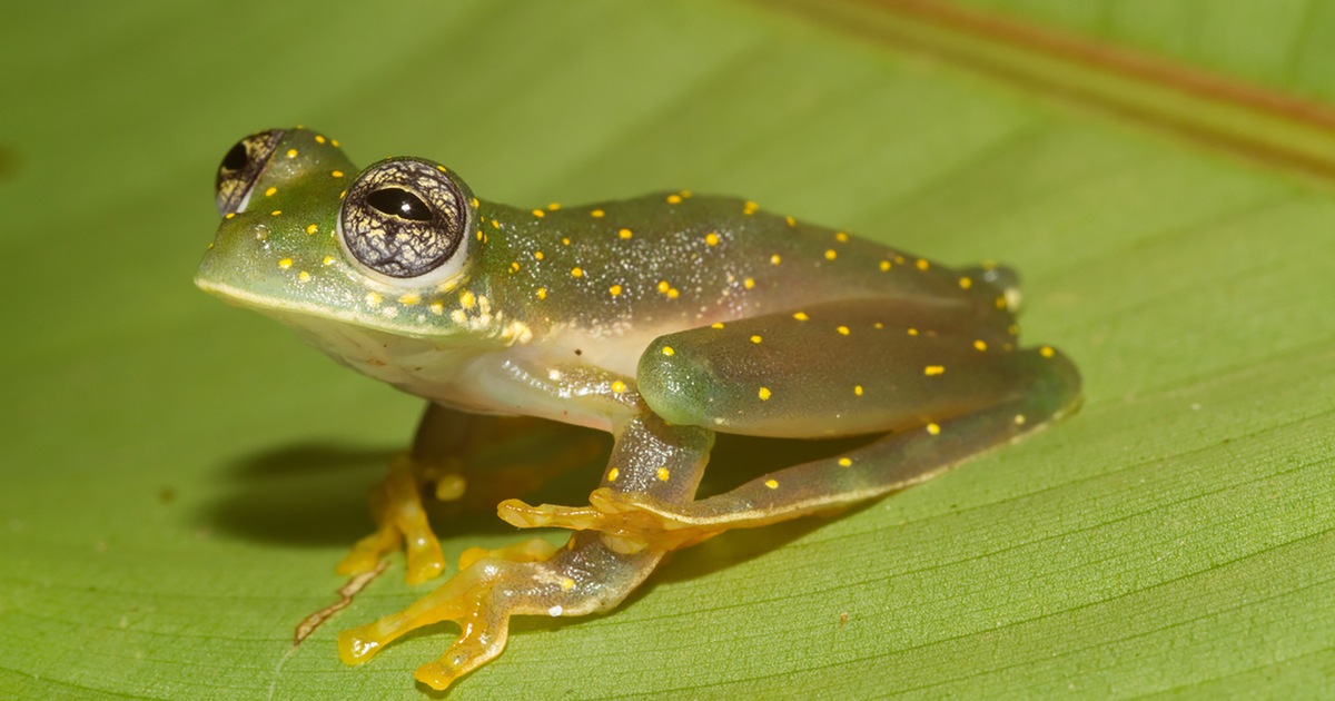 global decision for glass frogs ensures protection