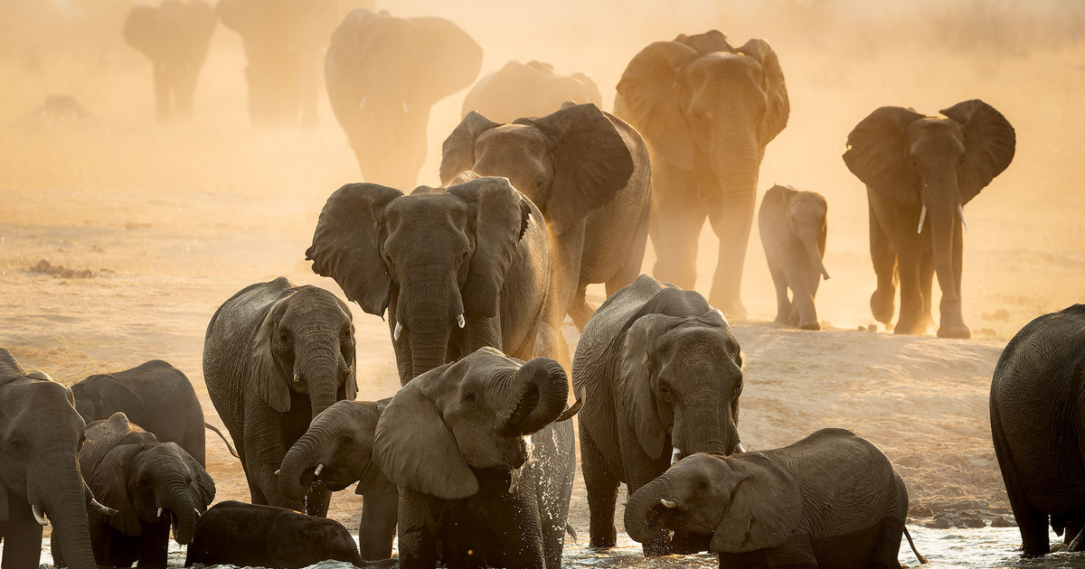 Roadmap zur Sicherung der Elefantenpopulation im südlichen Afrika