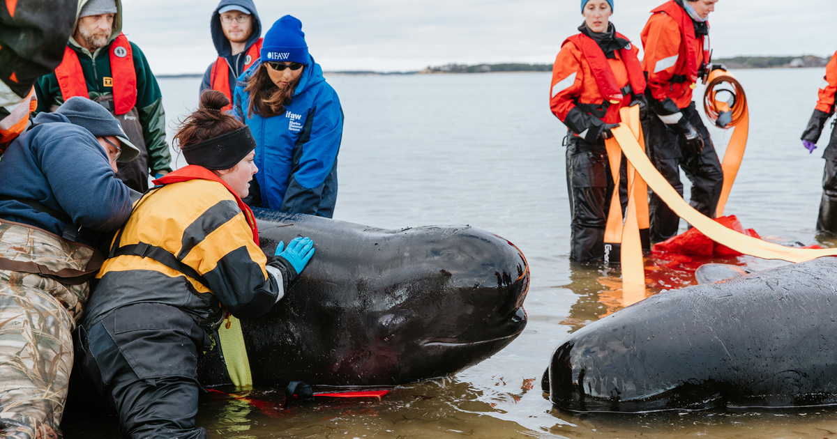 a 3-day stranding event for pilot whales on Cape Cod
