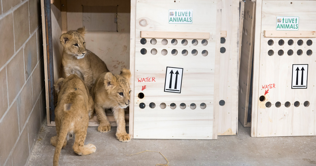 FAQ about big cat cubs rescued from Ukraine