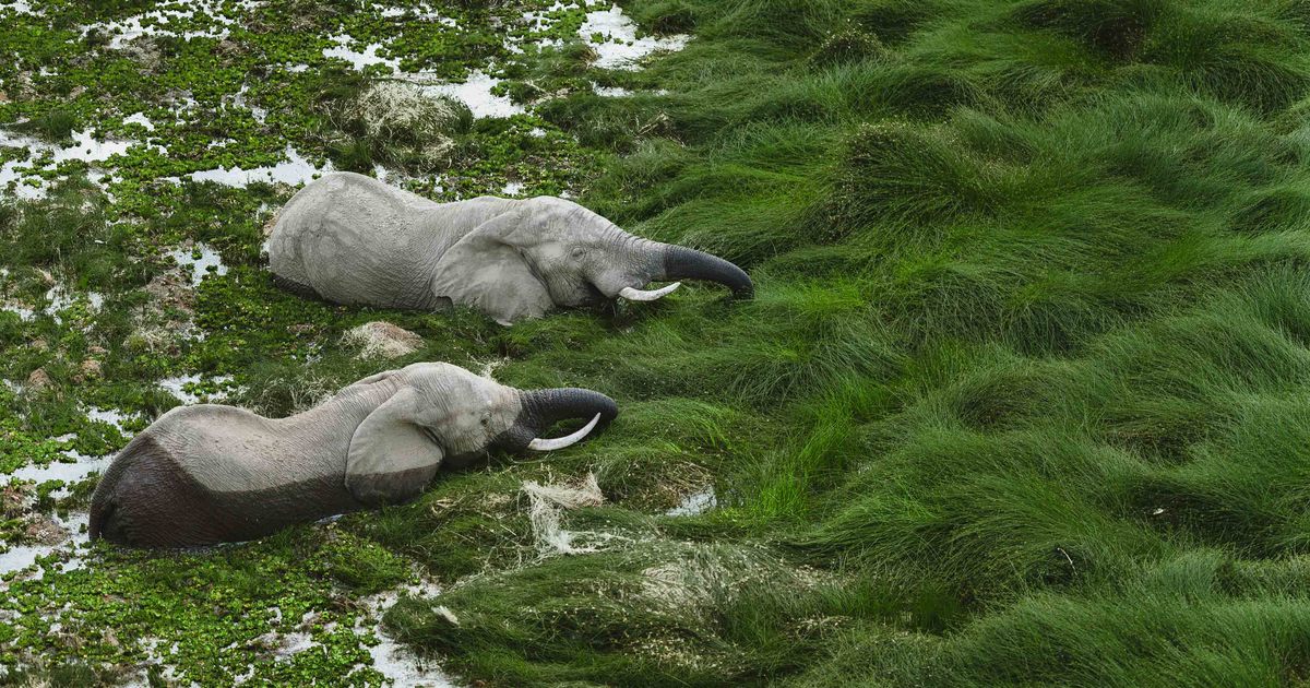 can we conserve 30% of the Earth by 2030? | IFAW