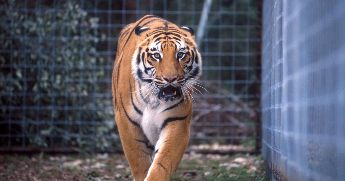 Senate approves the Big Cat Public Safety Act in monumental win f