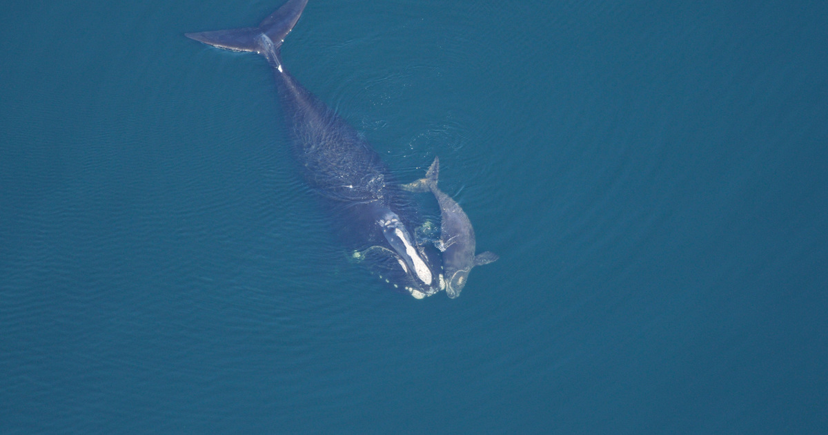 calving season critical to survival of North Atlantic right whale