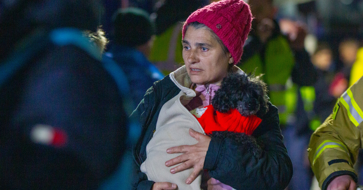 animals in Ukraine need help to stay warm this winter