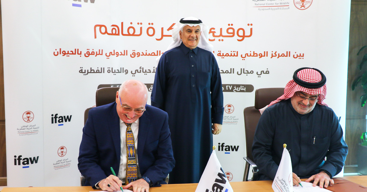 ifaw signs MoU with KSA National Center for Wildlife to preserve