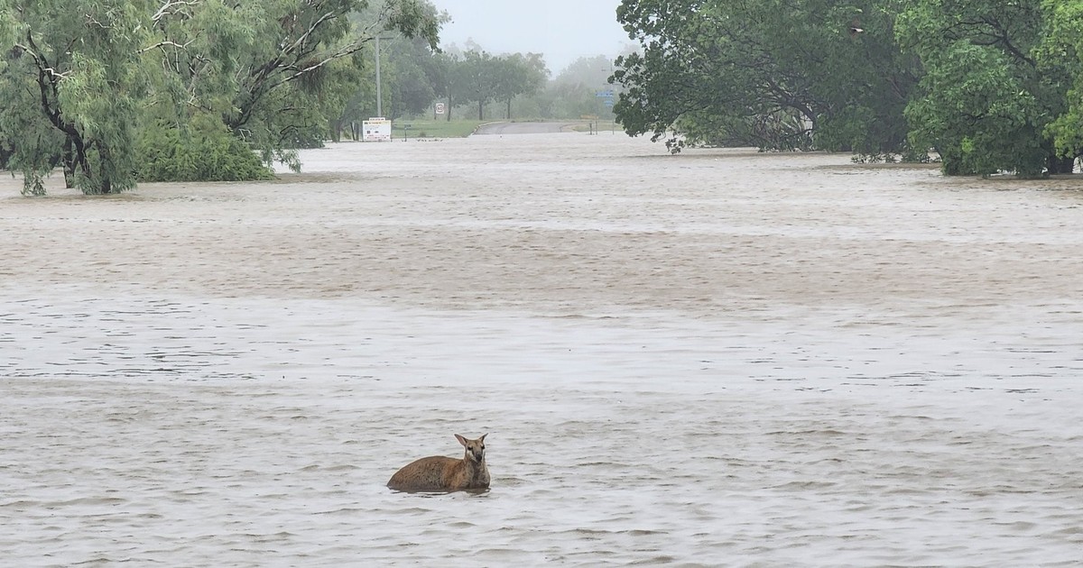 noodhulp voor door overstromingen getroffen wilde dieren