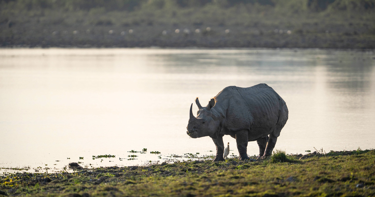 zero Indian rhinos poached for the first time in 45 years
