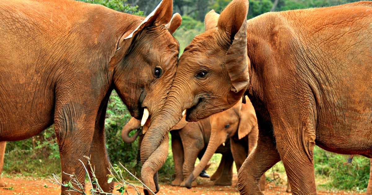 vijf sociale dieren uit de wildernis | IFAW