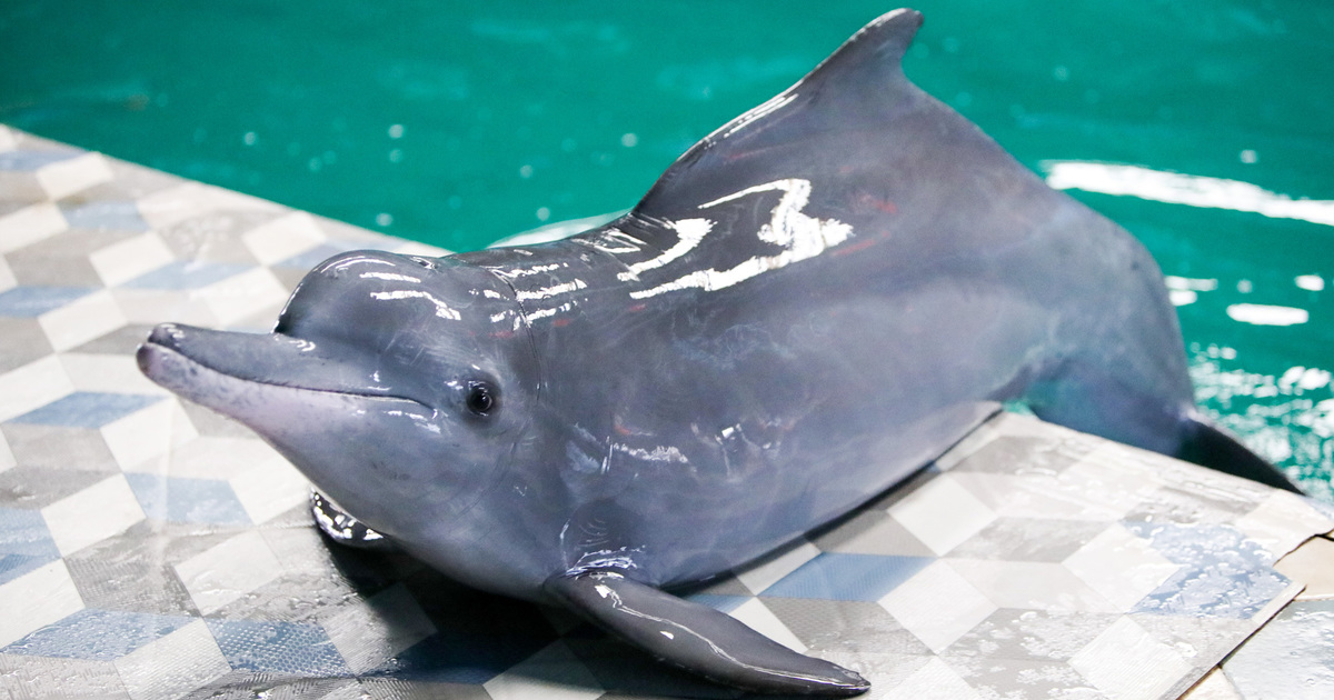 the return of captive dolphins to the waters of Bahrain