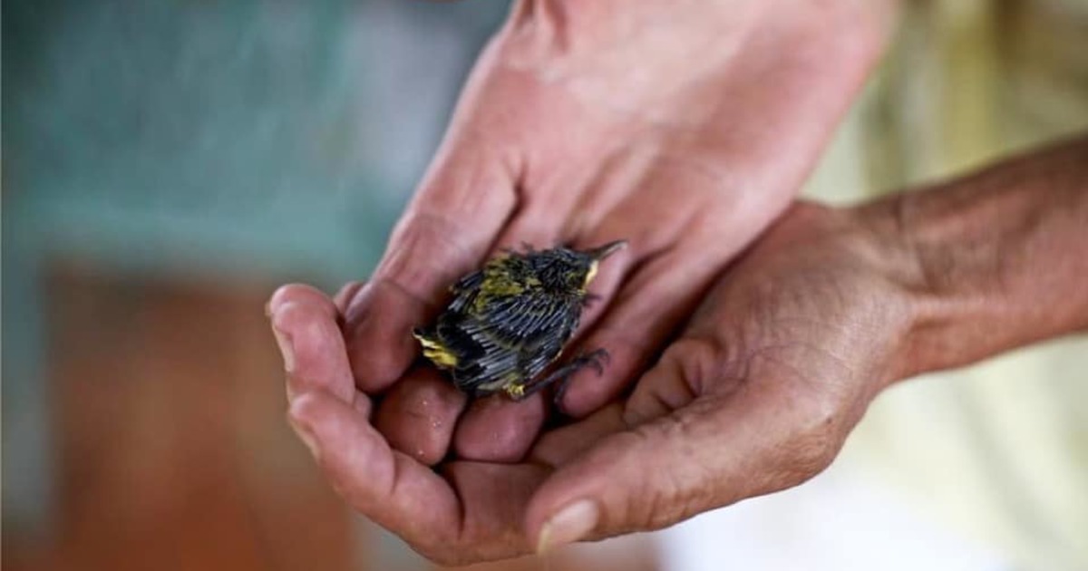 how to help wildlife in severe weather