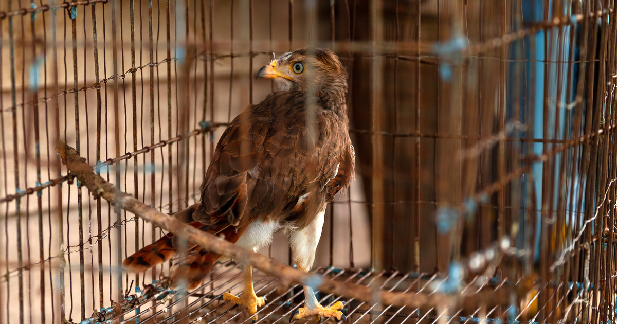 Philippine agencies unite to combat wildlife traffickers