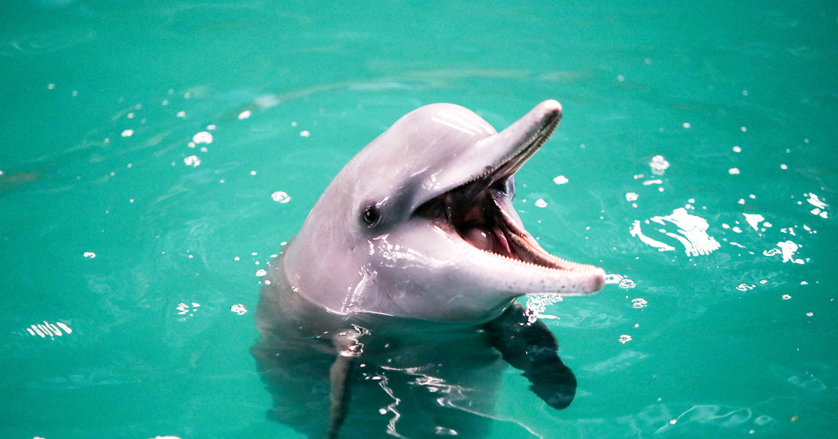 Bahrain releases endangered dolphins from illegal captivity