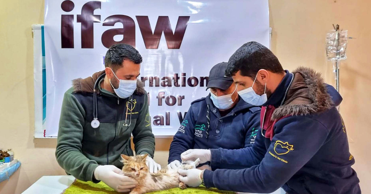 IFAW pledges $50,000 to rescue efforts in Turkey and Syria