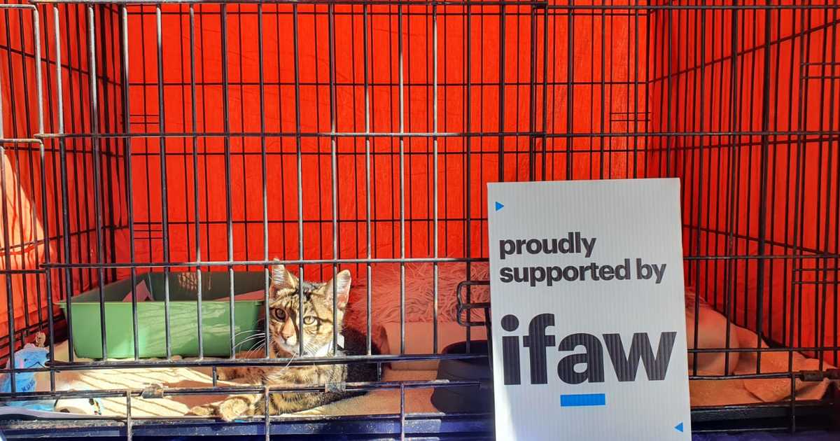 ifaw emergency action to assist animals affected by NZ cyclone