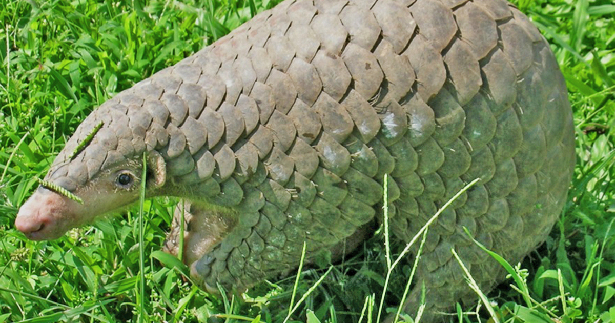 pangolins: ecosystem gardeners worth conserving
