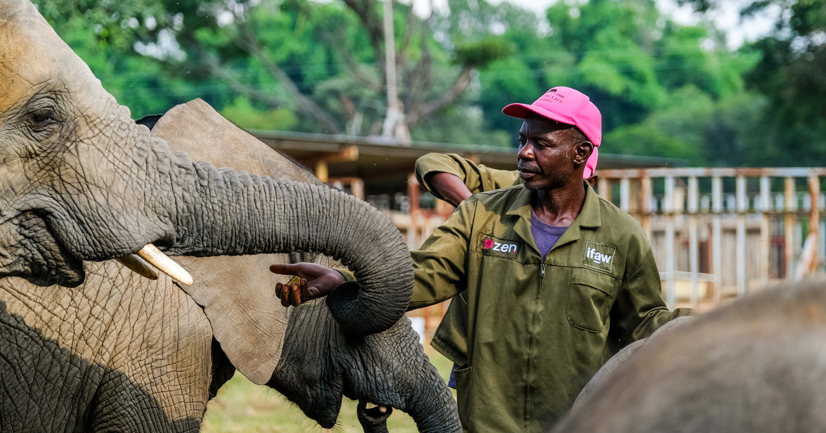 Dit is January, hoofdverzorger van de Zimbabwe Elephant Nursery