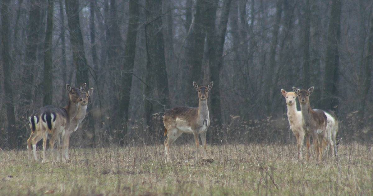 war in Ukraine has devastating consequences for biodiversity