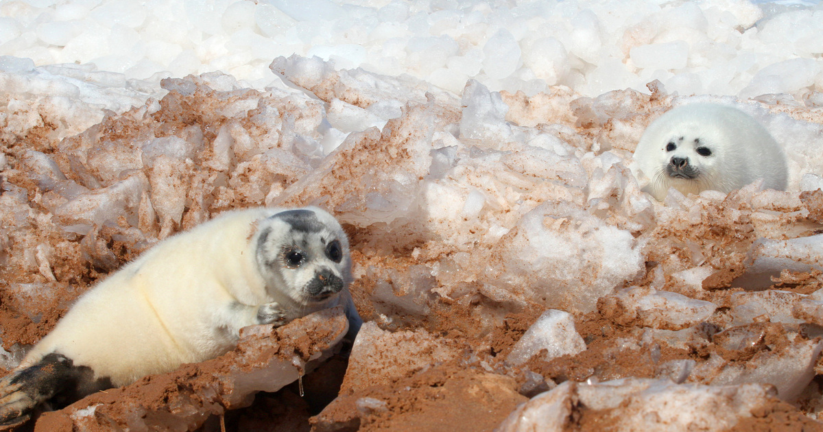 L'impact du changement climatique sur les phoques