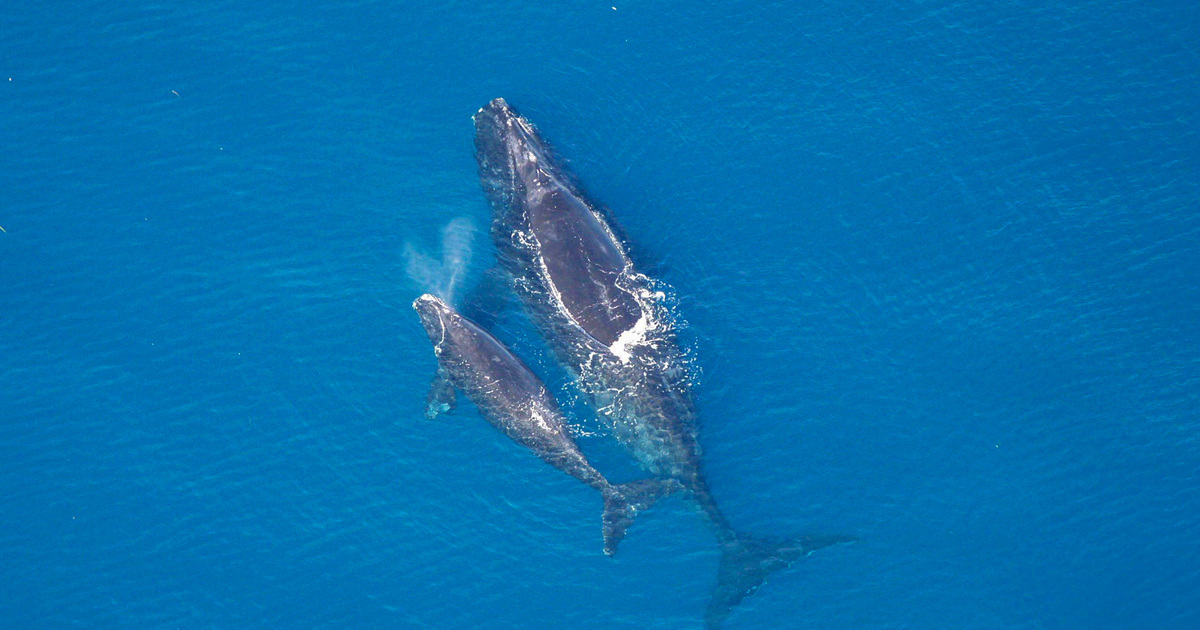 researchers track North Atlantic right whales