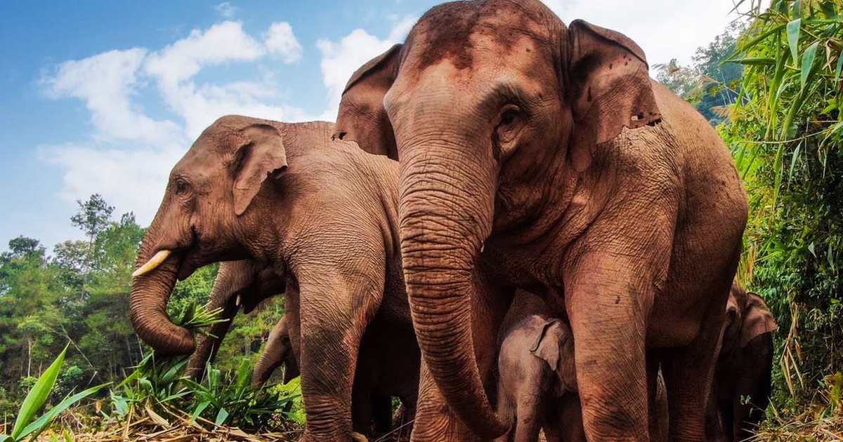 carbon reduction priority in efforts to protect Asian elephants