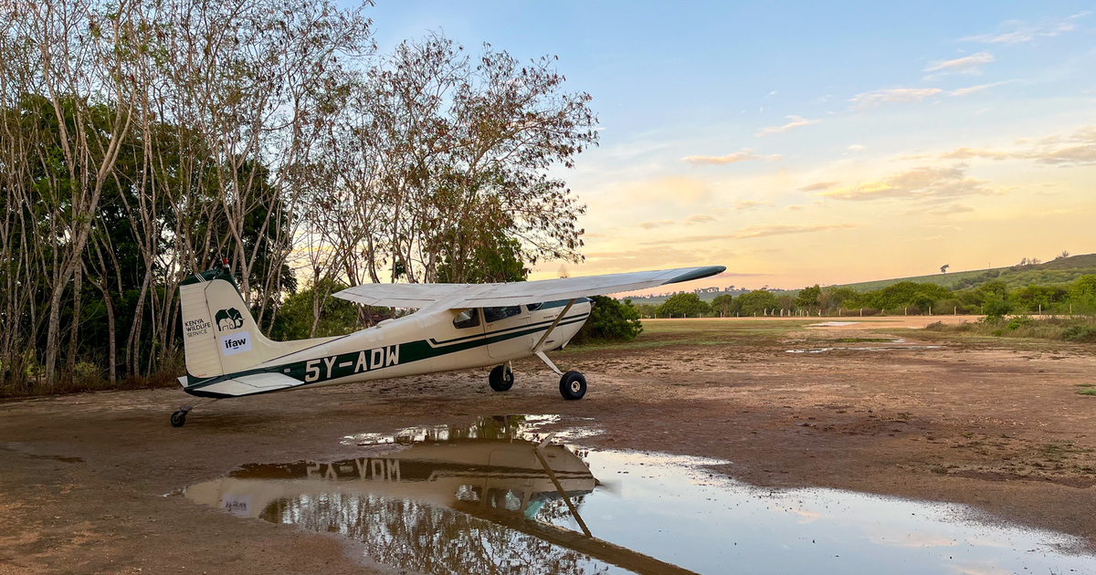 marine megafauna aerial survey starts along Kenya’s coastline