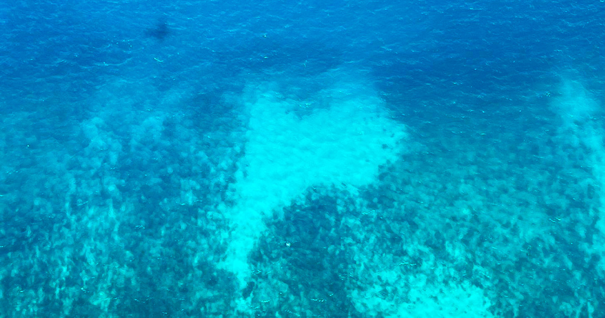 marine megafauna aerial survey starts along Kenya’s coastline