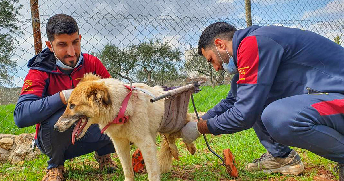 paralyzed dog rescued after Syria earthquake walks again