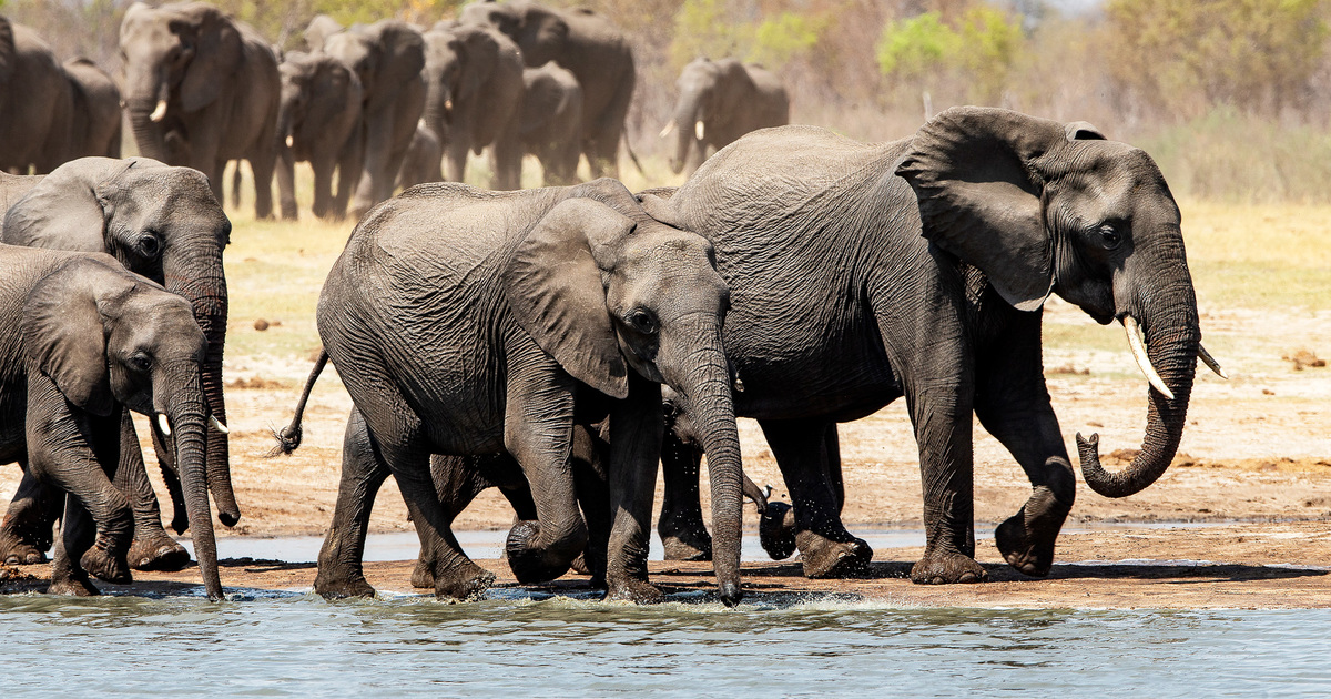 the Makona base in Hwange: protecting critical wildlife habitat