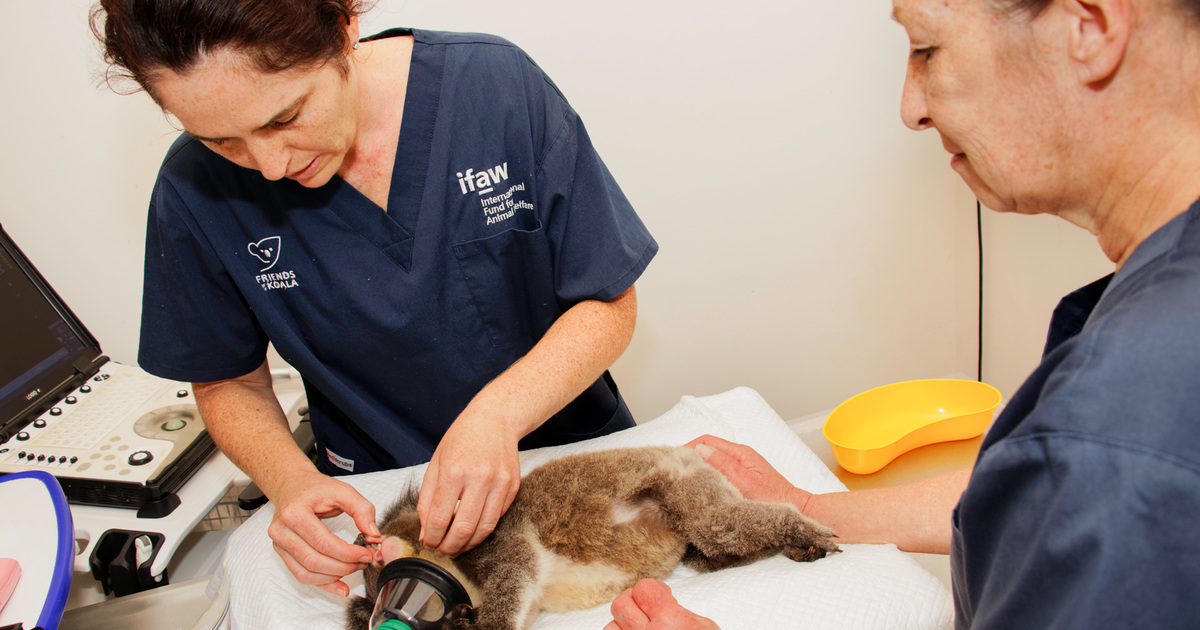 our veterinarians give animals around the world a second chance