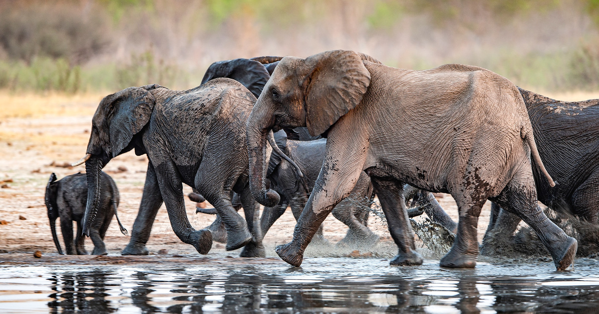 elephant poaching down in Zimbabwe reserve