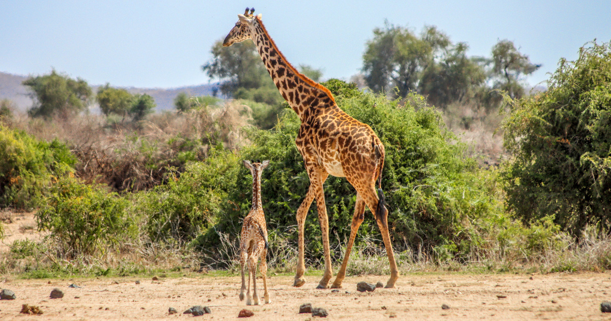 wildlife rangers reunite giraffe calf and mother near Amboseli