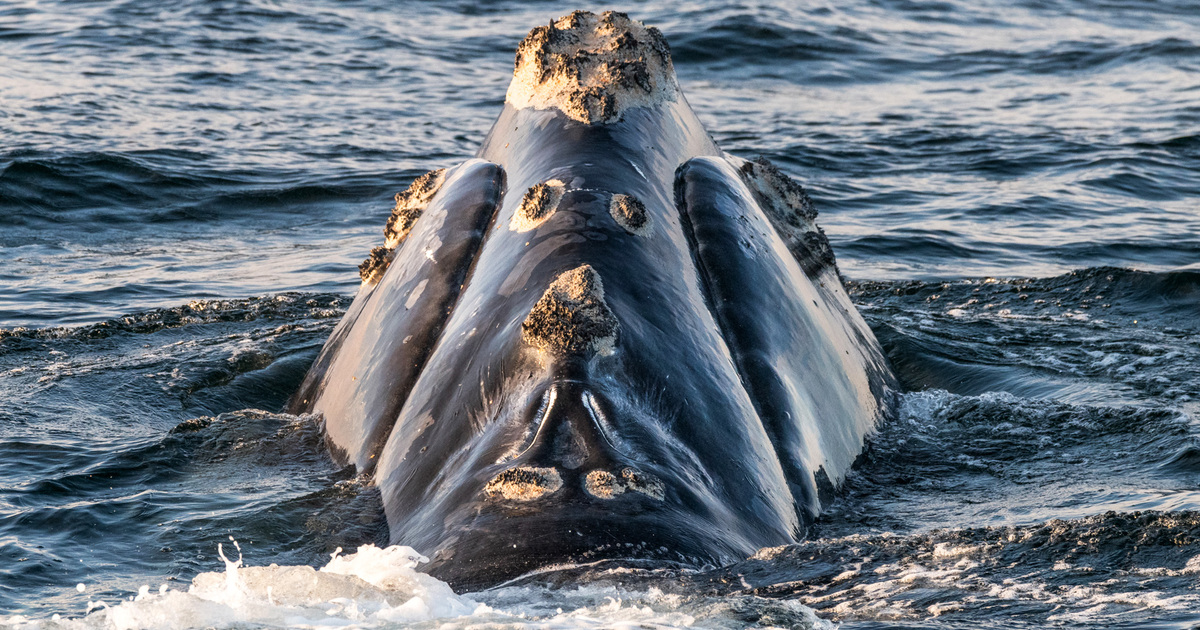 who’s who? how researchers identify right whales from photos