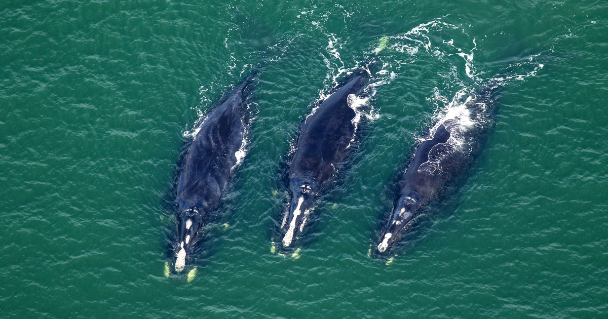 how right whales got their name