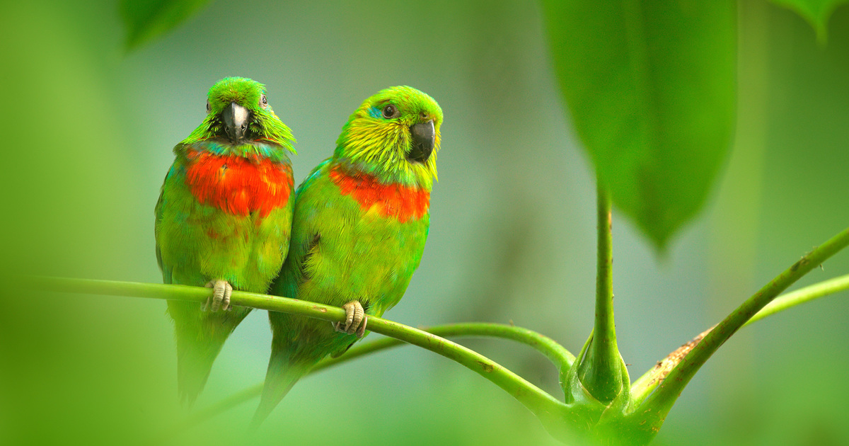 tripartite collaboration on wildlife crime in Sulu-Celebes Seas