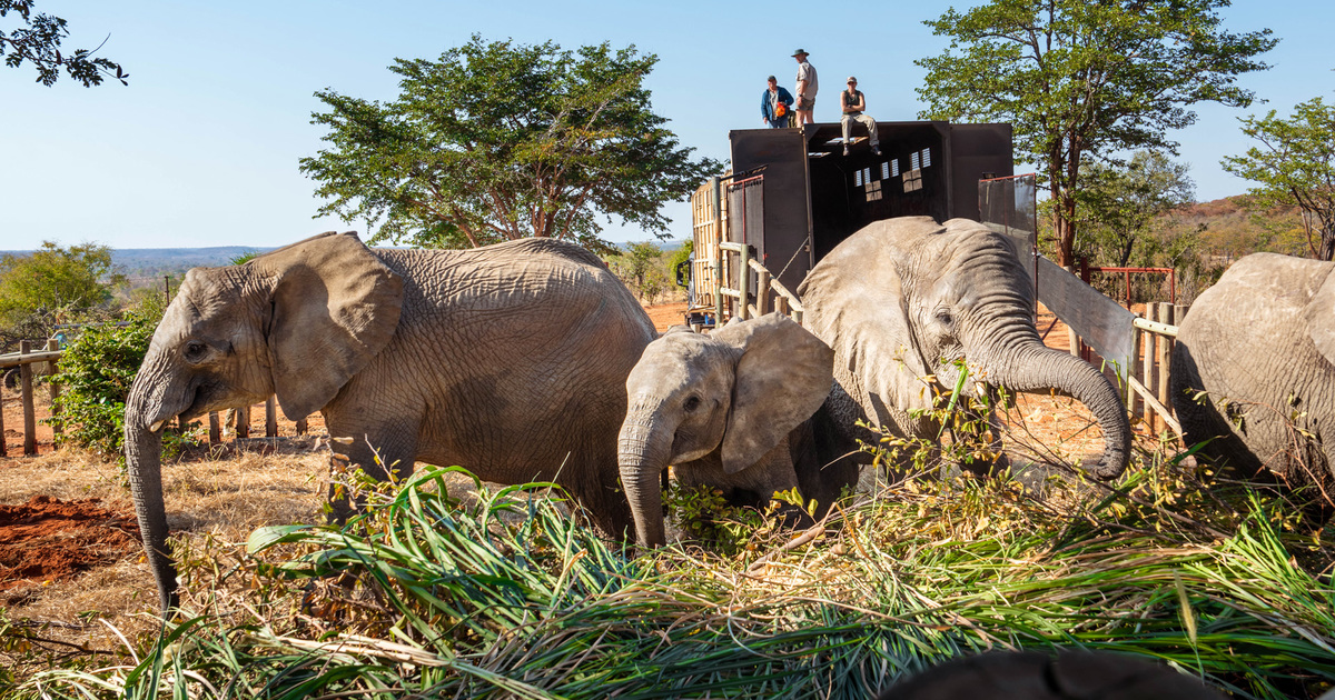 orphaned elephants closer to wild life in Zimbabwe
