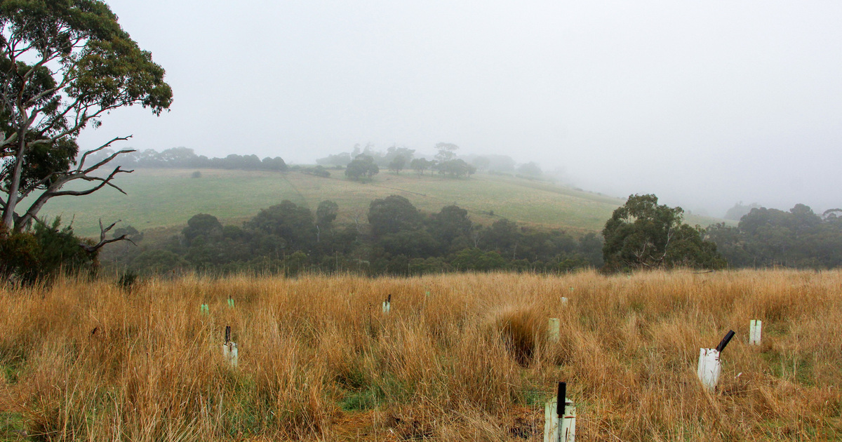 farmers dedicate land for key koala habitat in Australia