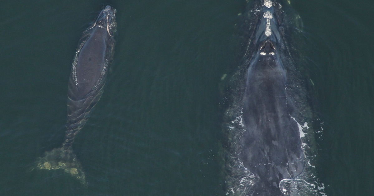 right whale mother-calf sighting aboard Song of the Whale