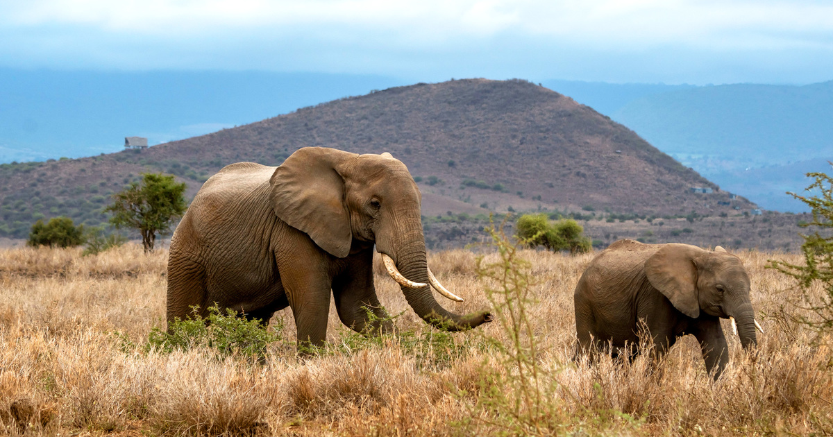 how IFAW negotiated a new lease of life for Kenya’s elephants