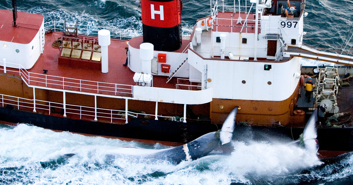 a win for whales: Icelandic minister suspends fin whaling