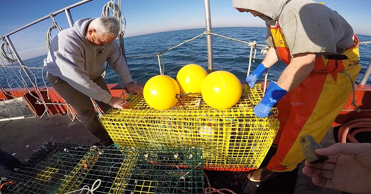 saving right whales with whale-safe lobster