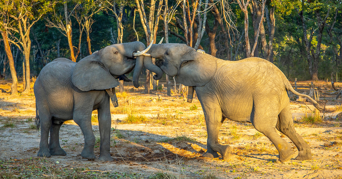 GPS collars track orphaned elephants released back to the willd
