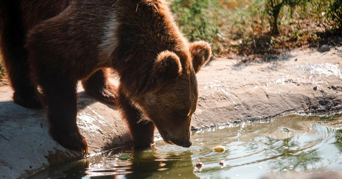 animal welfare at risk as war in Ukraine continues