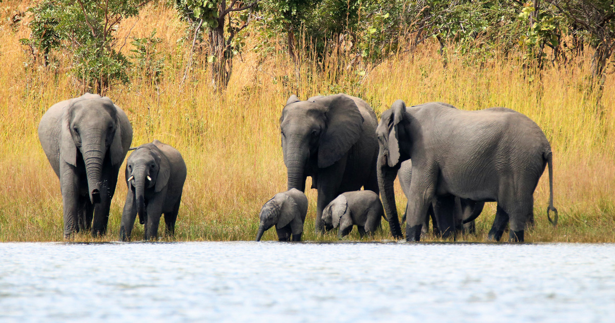 how beehives help communities coexist with elephants in Malawi