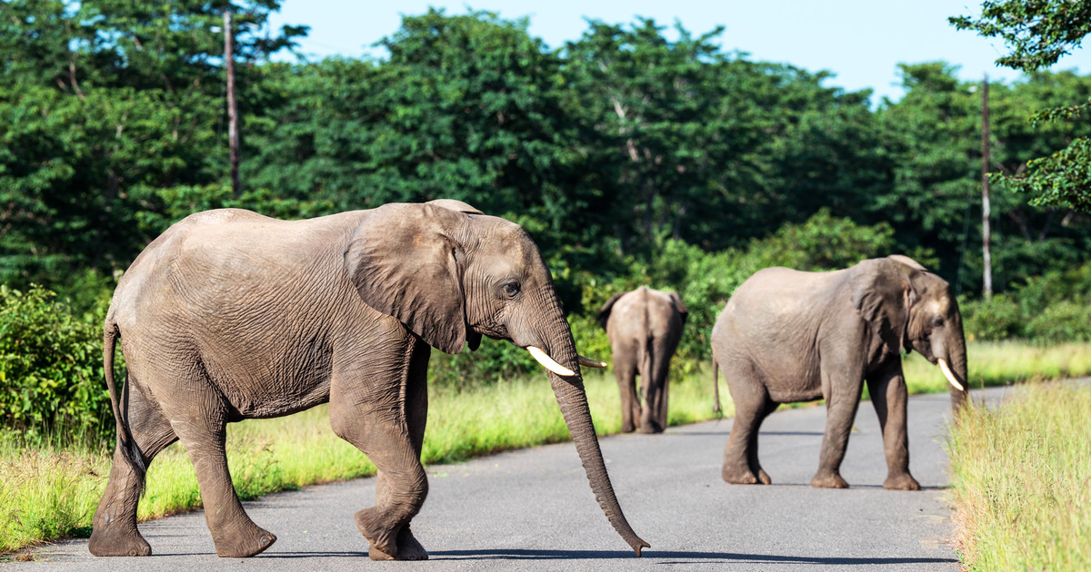 Human-elephant conflict: What it is and why it’s a major threat