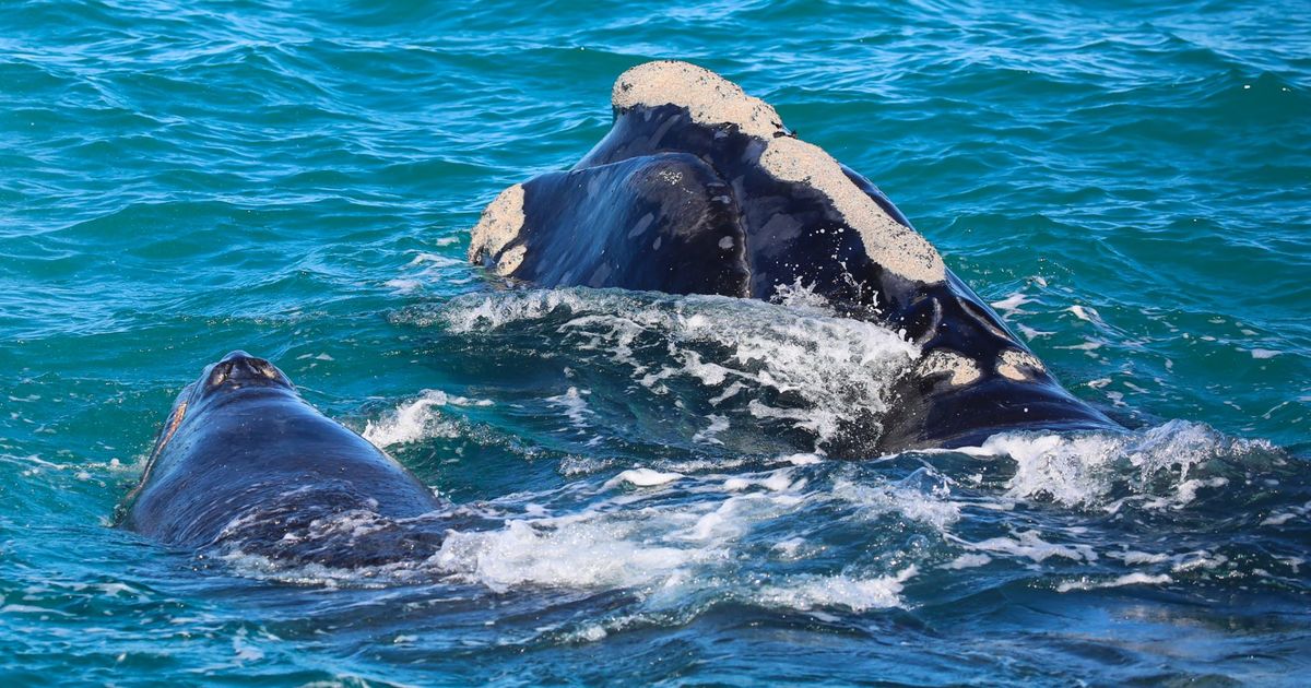 Why every right whale counts | IFAW