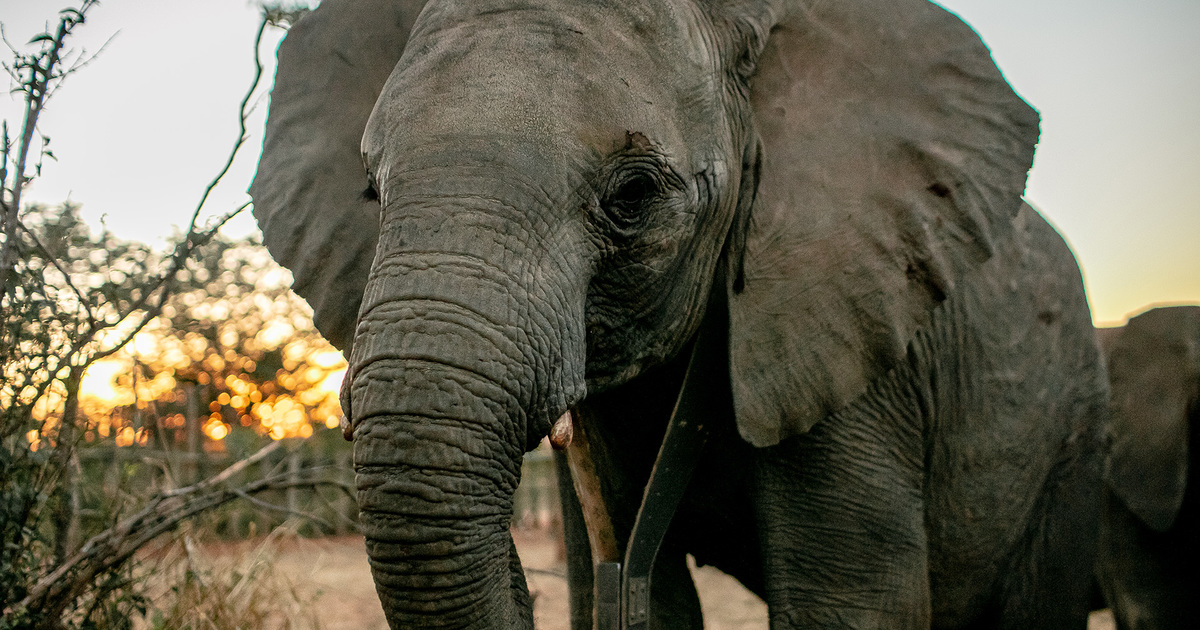 Jack the elephant: Saving the species, one individual at a time