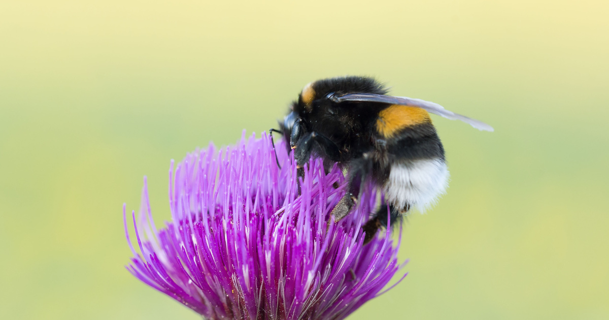 Which animals were most impacted by climate change in 2024 | IFAW