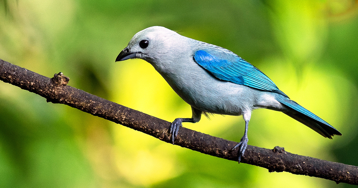 Frontline officers protect shrinking songbird populations
