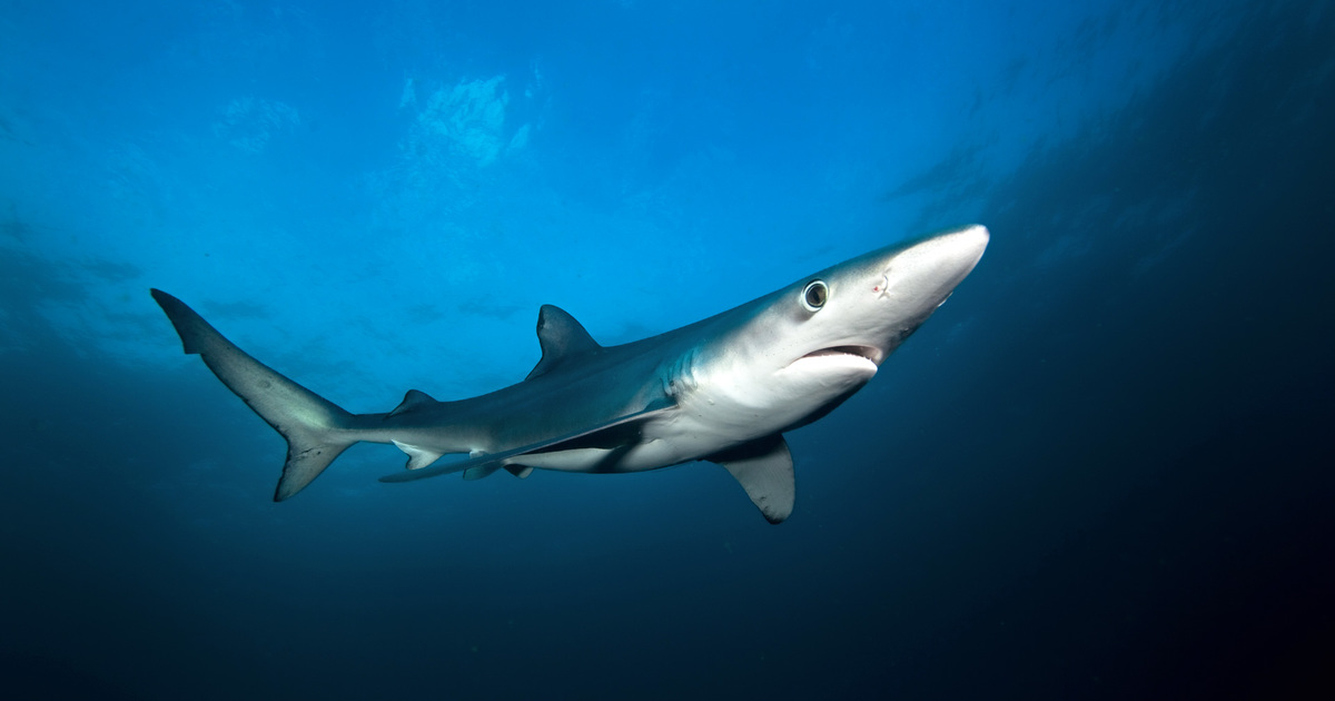 The changing tides: Why are sharks increasingly approaching our s